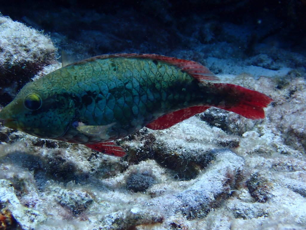 Redband Parrotfish from Bonaire, Caribbean Netherlands on March 17 ...