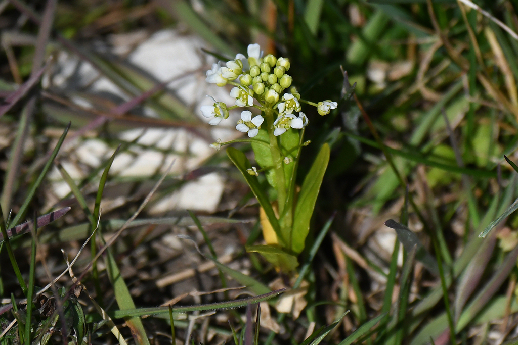field penny-cress from Adenstedt, Deutschland on March 25, 2020 at 02: ...