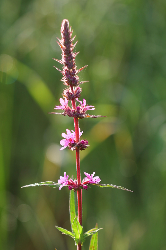 purple loosestrife (Invasive/Noxious Plants) · iNaturalist