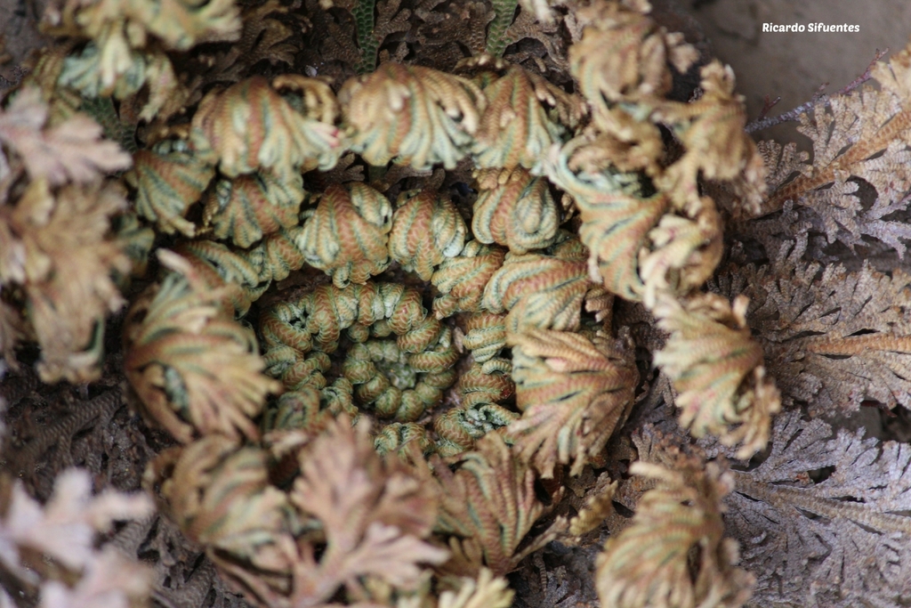 resurrection plant (Selaginella lepidophylla) - Botanical Realm