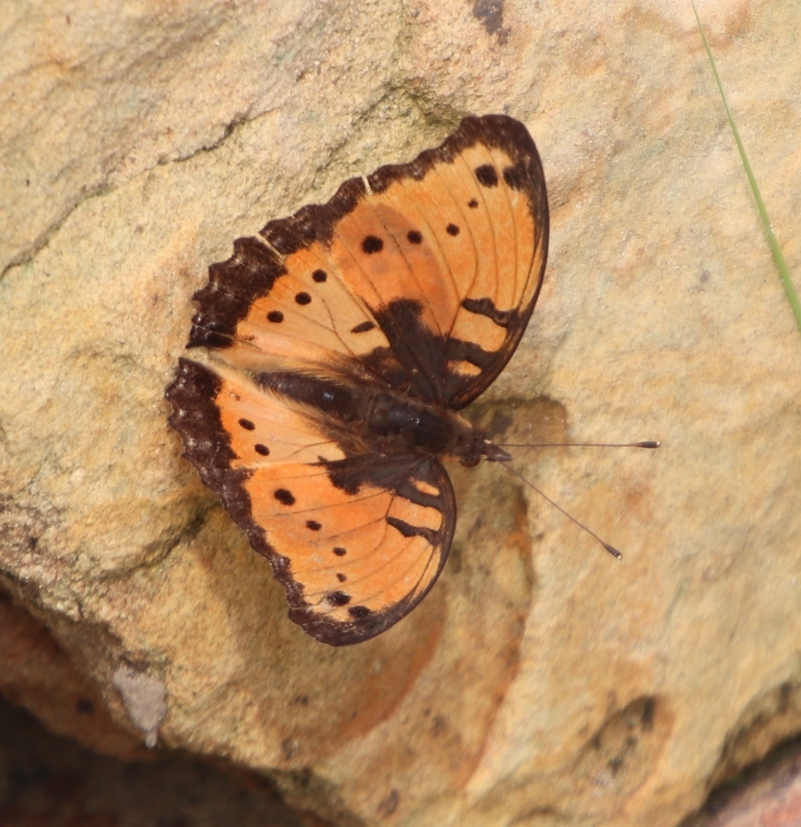 Southern Gaudy Commodore from R40 Barberton to Bulembu, just above ...