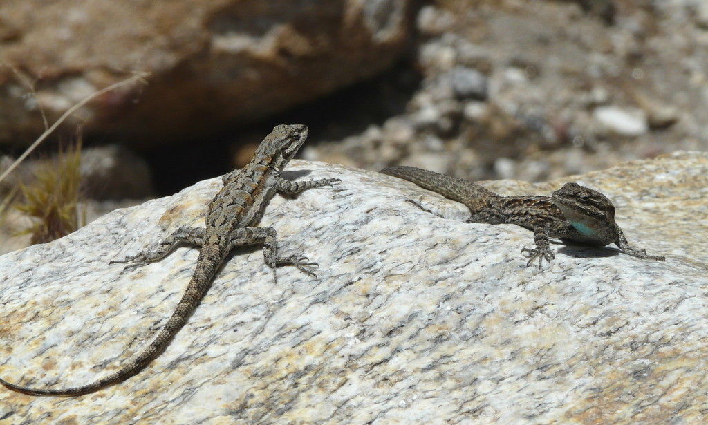 Ornate Tree Lizard in May 2013 by Bruce Ripley · iNaturalist