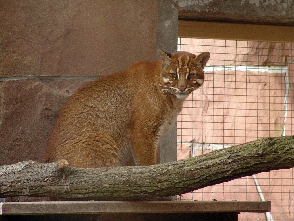 Asian Golden Cat (Catopuma temminckii) - Know Your Mammals