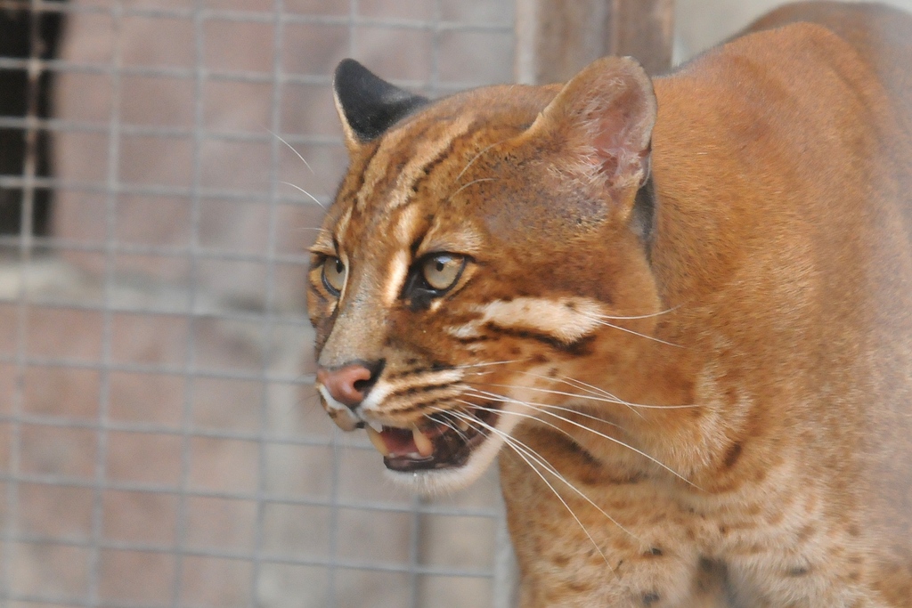 Asian Golden Cat (Catopuma temminckii) - Know Your Mammals