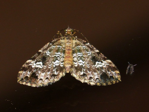 Psaliodes philetus · iNaturalist