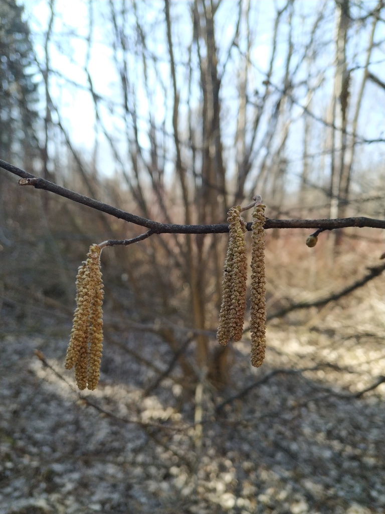 common hazel from Филатов Луг, Москва, Россия on March 25, 2020 at 02: ...