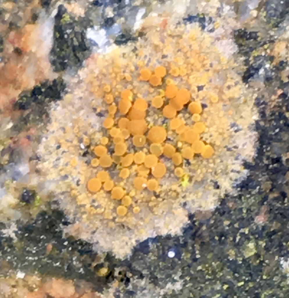 Caloplaca marina americana (Lichens of the U.S.A pt. 2) · iNaturalist