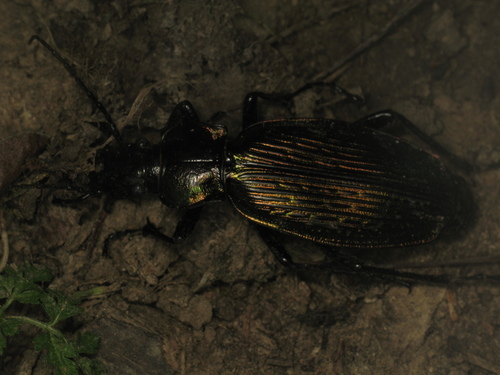 Carabus prometheus · iNaturalist