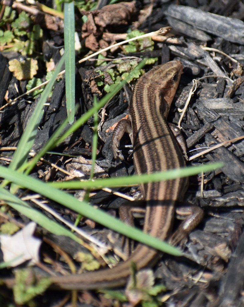 Common Five-lined Skink in March 2020 by burdsandwurds · iNaturalist