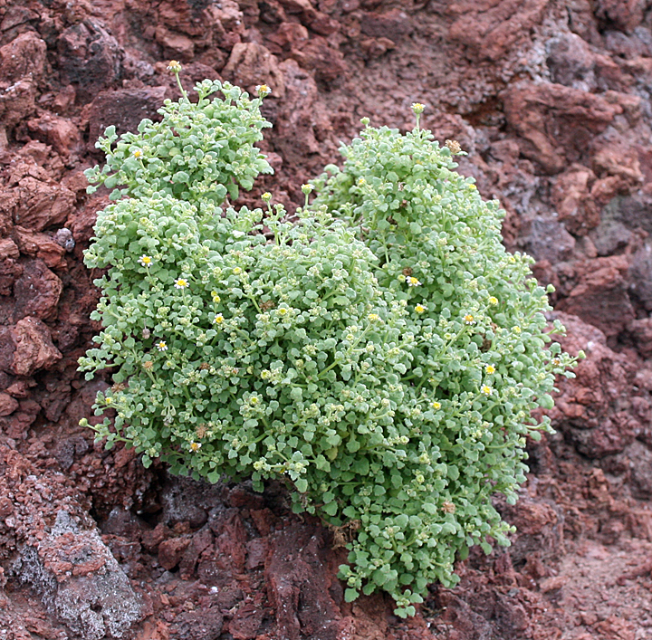 Perityle socorrosensis from Isla San Benedicto, Colima, Mexico on ...