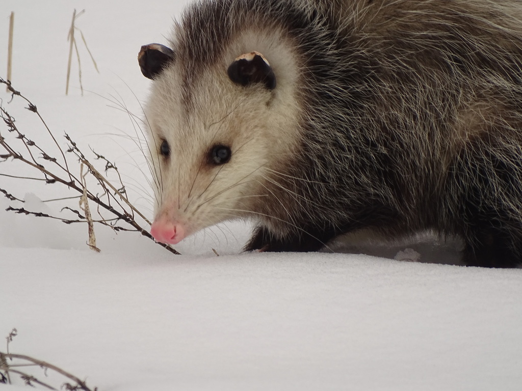 Virginia Opossum (Didelphis virginiana) - Know Your Mammals