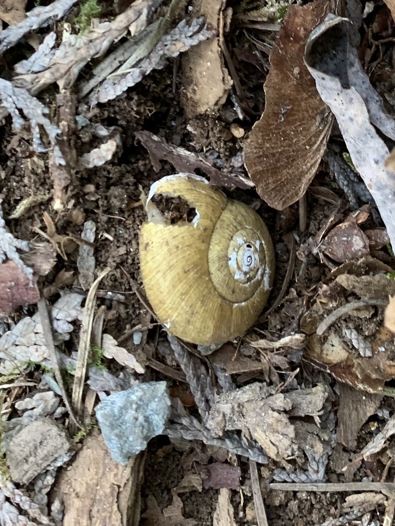 Robust Lancetooth Snail from Redwood Park, Surrey, BC, CA on March 20 ...