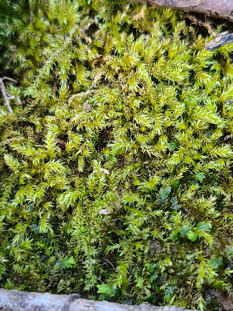velvet feather-moss from 17200 Kulmer Beach Rd on March 25, 2020 at 04: ...