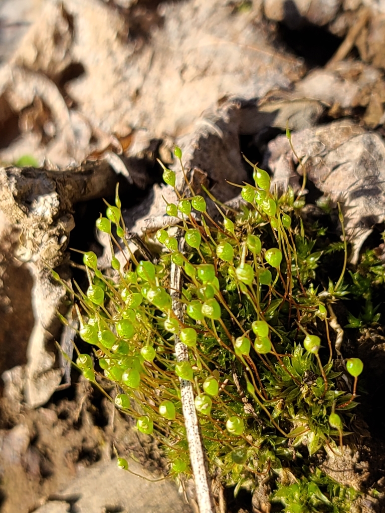 common bladder moss from West Point, KY 40177, USA on March 25, 2020 at ...