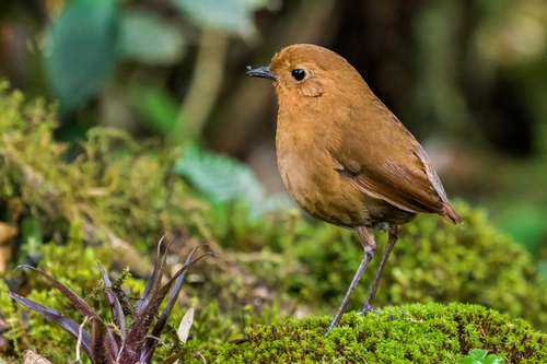 Subspecies Grallaria rufula rufula · iNaturalist