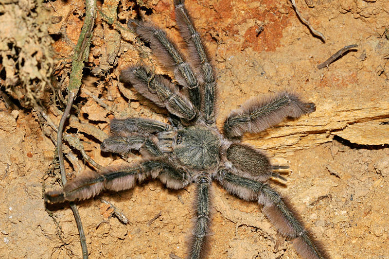 Psalmopoeus Emeraldus