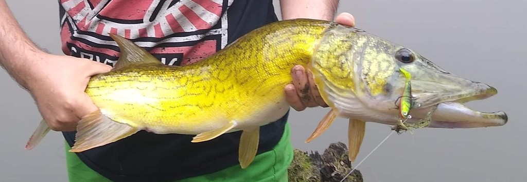 Chain Pickerel from Taylor, PA 18517, USA on September 01, 2019 by Dave ...