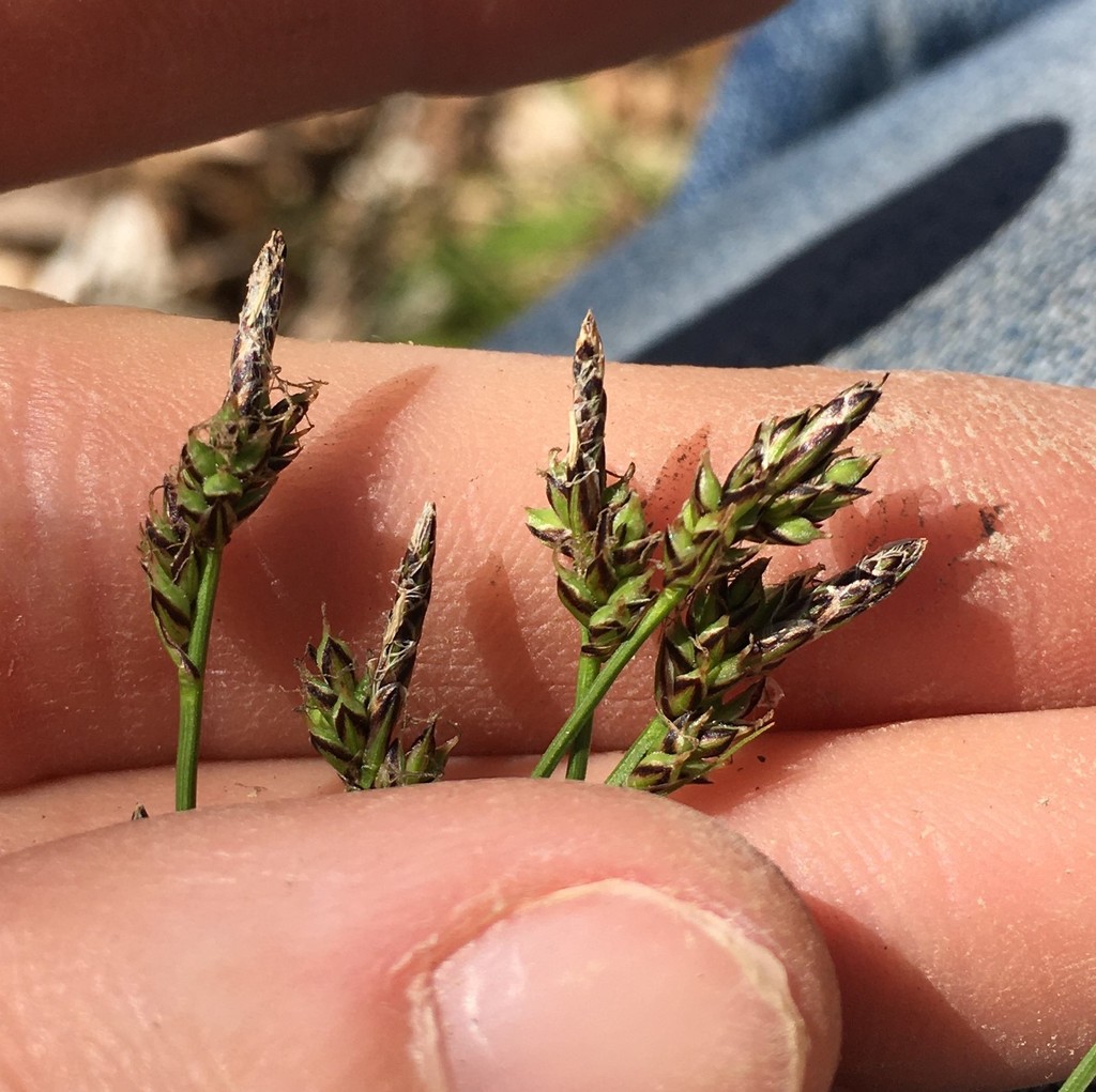 White-tinged Sedge from Benton County, AR, USA on March 25, 2020 at 02: ...