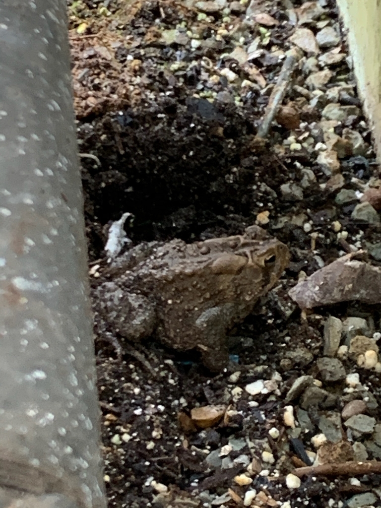 American Toad from Laughlintown, PA 15655, USA on March 25, 2020 by ...