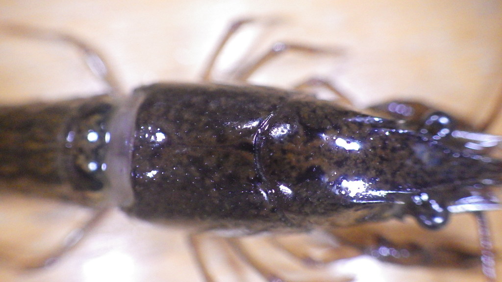 Red Swamp Crayfish from (3)Huntingdon Valley, Bryn Athyn, PA, USA on ...