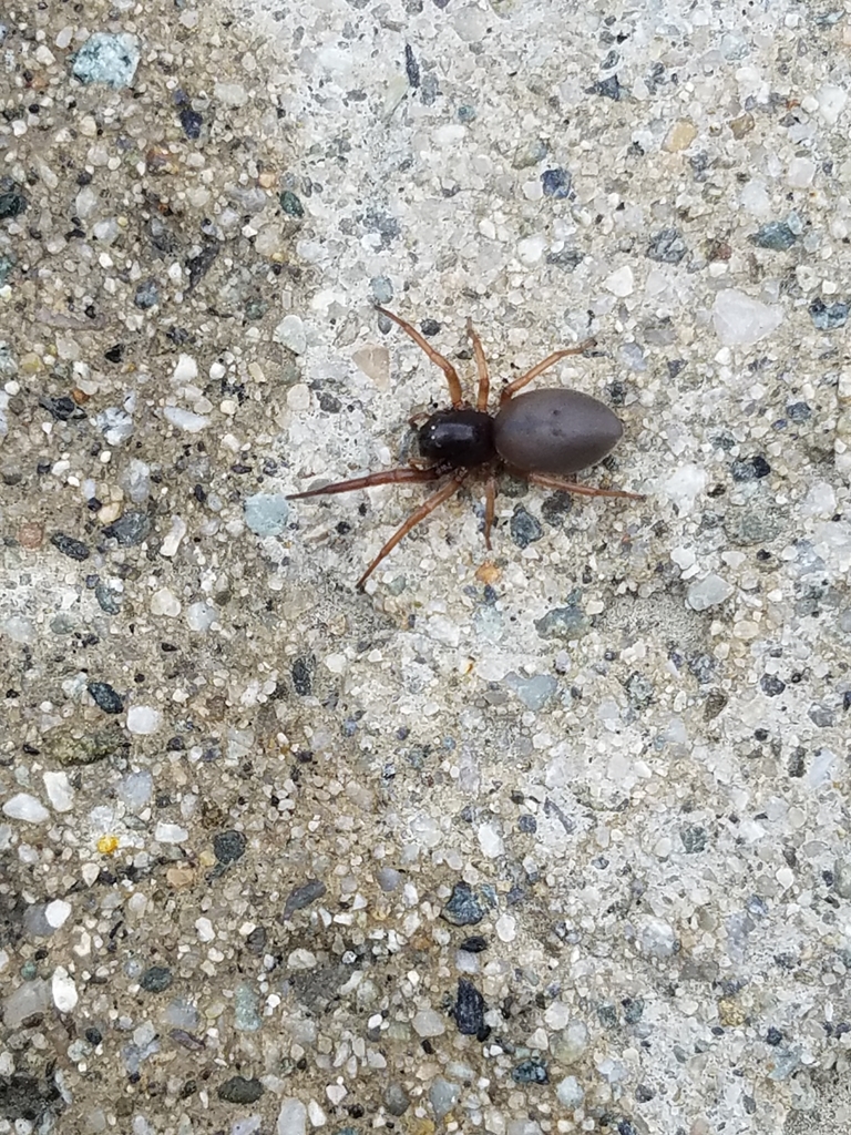 Bull-headed sac spider in March 2020 by Ron Matsumoto · iNaturalist