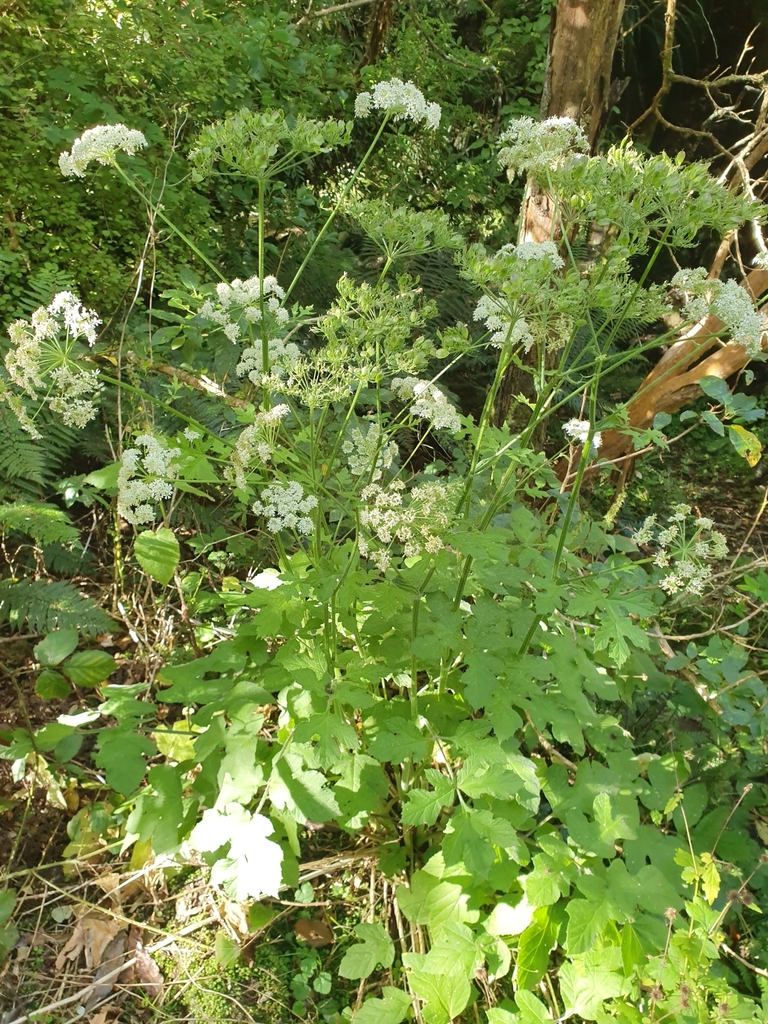 Apioideae from Dunedin, NZ-OT, NZ on March 26, 2020 at 03:56 PM by John ...