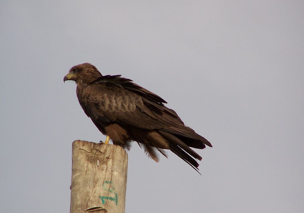 Egyptian Kite from Dire Dawa on November 8, 2008 by Vlada Trailin ...