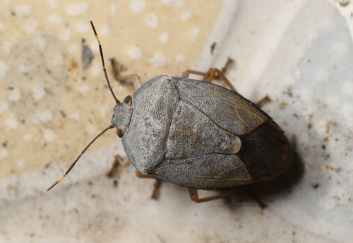 Hippotiscus dorsalis · iNaturalist