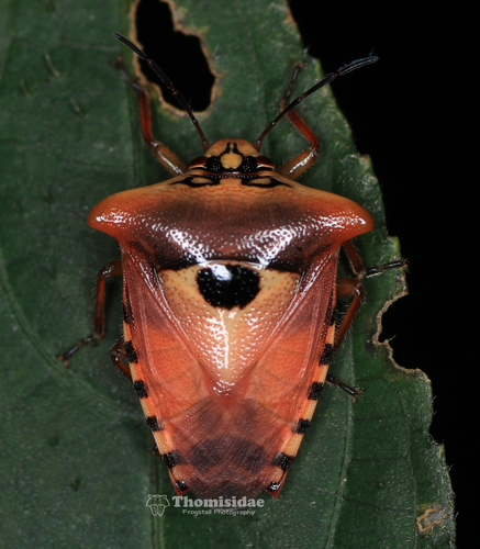 Genus Iphiarusa · iNaturalist