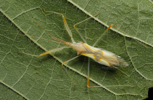 Gorpis humeralis · iNaturalist