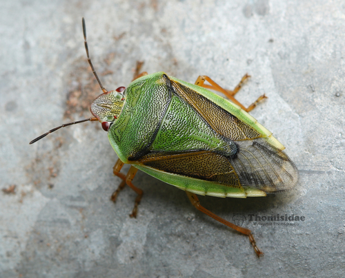 Genus Aenaria · iNaturalist