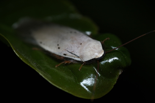 Cucaracha gigante (Panchlora mexicana)