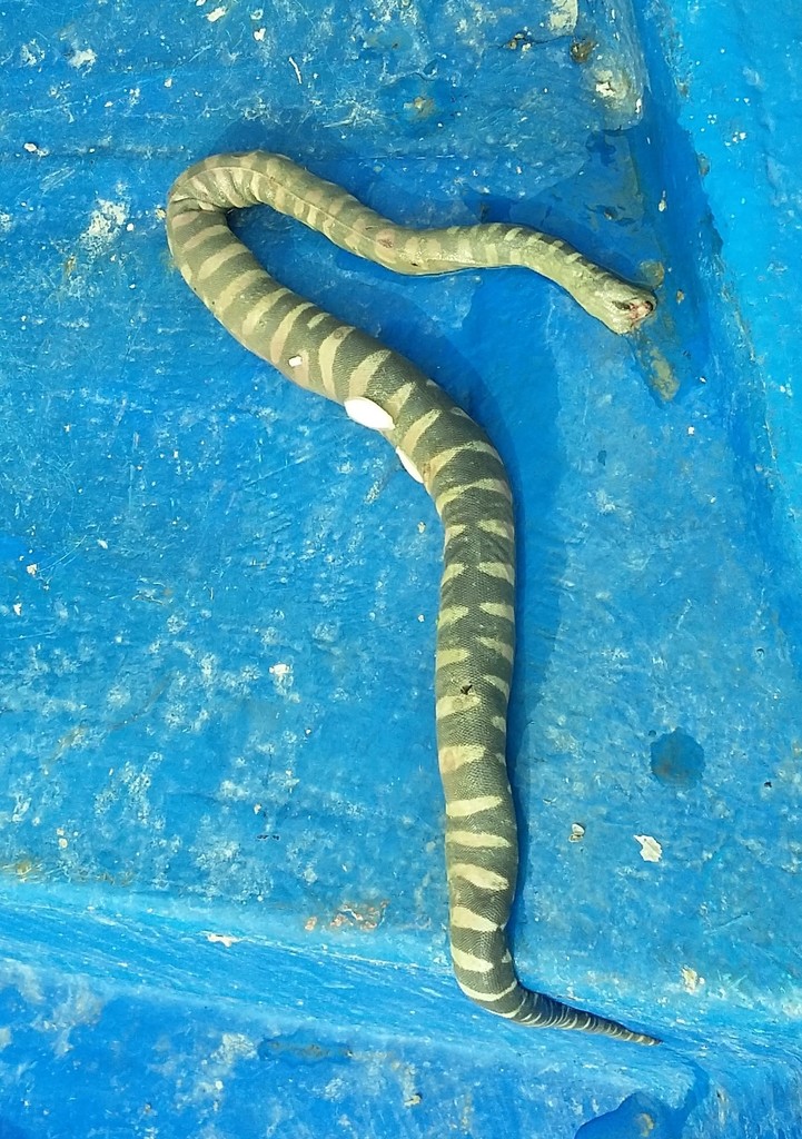 Marine File Snake from Kuala Gula, 34350 Bagan Serai, Negeri Perak ...