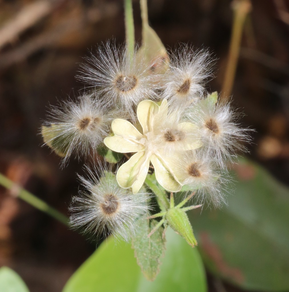 Lesser Mallow White from Sondewadi, Maharashtra, India on March 15 ...