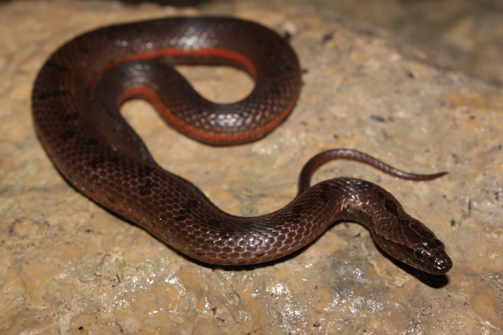 Orangebelly Swamp Snake from Bacalar, Q.R., México on July 12, 2018 at ...
