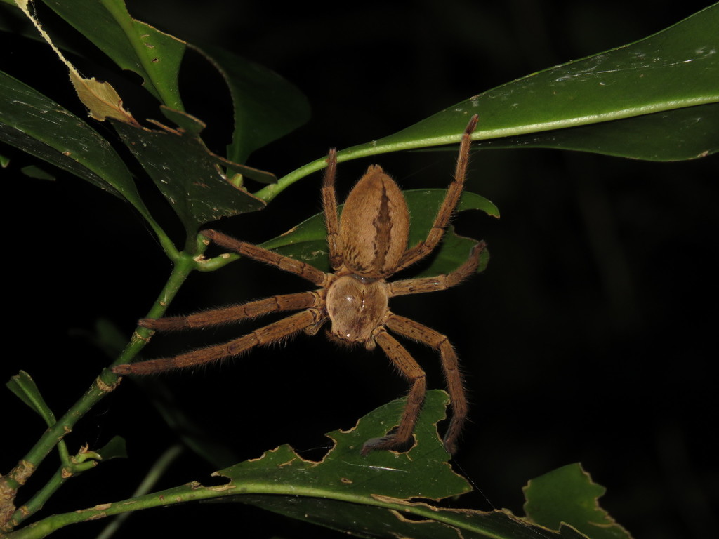 Fireback Huntsman Spider from Bymien Picnic area, Lake Freshwater Track ...