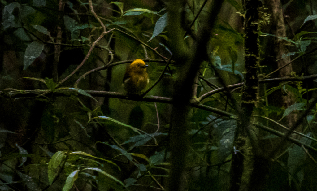 Yellow-headed Manakin in March 2019 by David Monroy R · iNaturalist