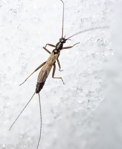 Northeastern Snowfly (Paracapnia opis) · iNaturalist