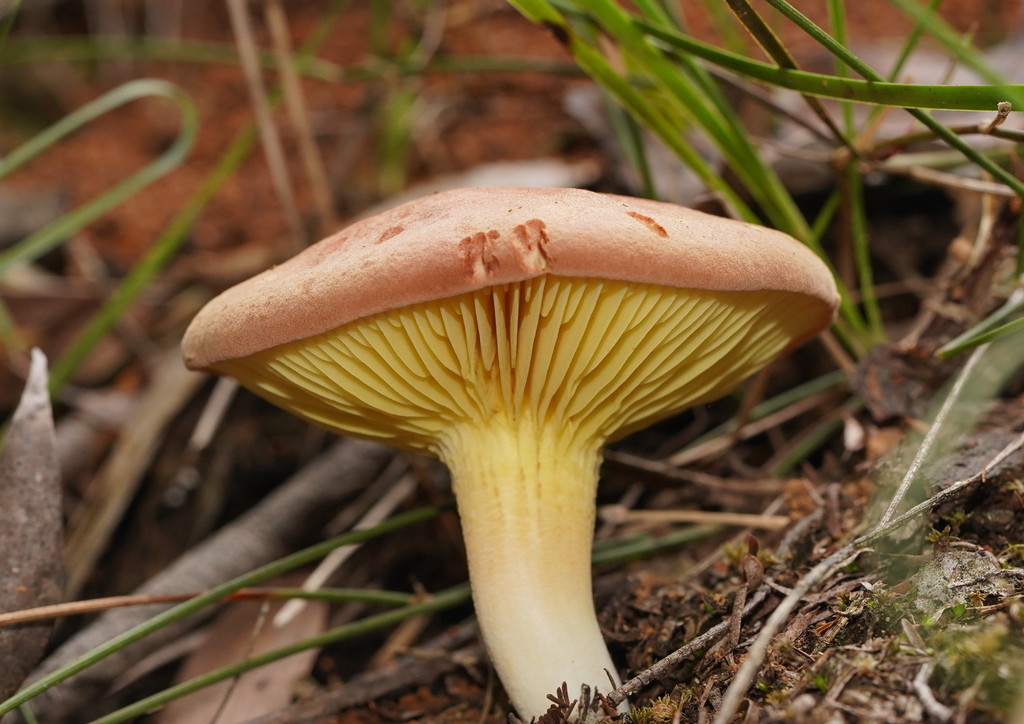 Golden Gilled Bolete from Tomahawk Creek Track, Gembrook VIC 3783 ...