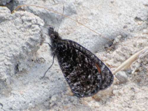 Strabena martini · iNaturalist