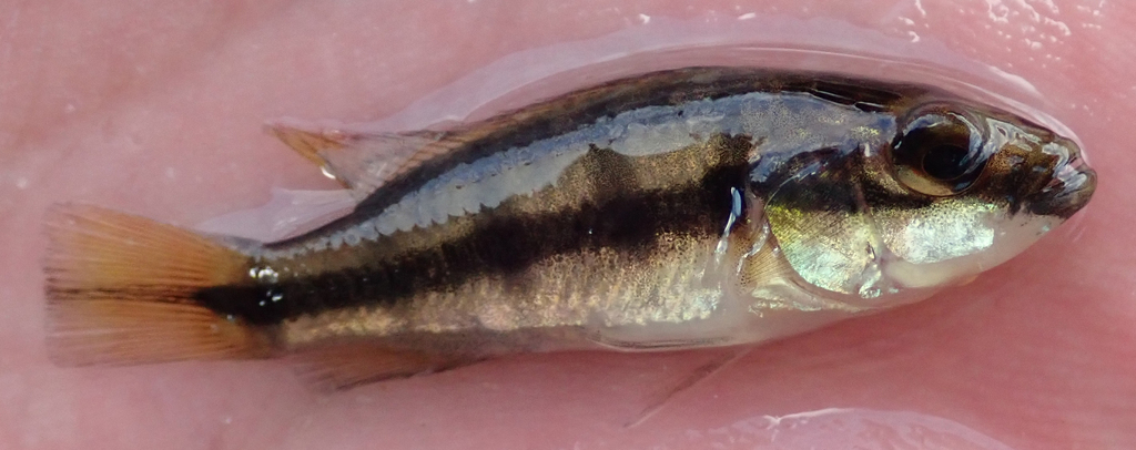 (Hemichromis angolensis) - Marine Life Identification