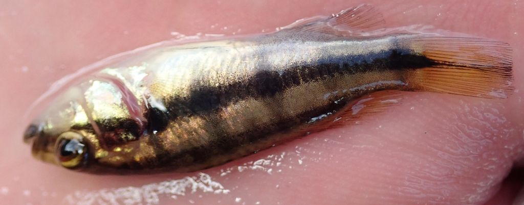 (Hemichromis angolensis) - Marine Life Identification
