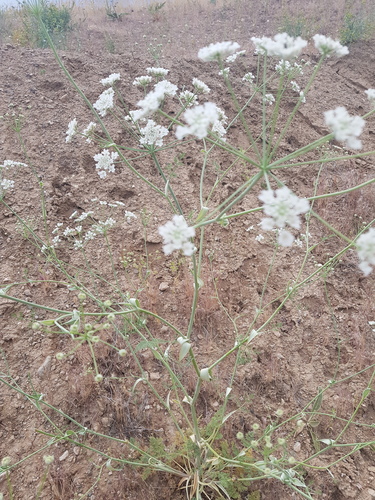 Astrodaucus persicus · iNaturalist