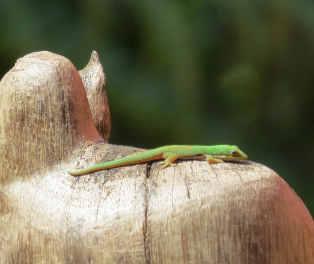 Striped Day Gecko in October 2014 by Micha Baum. P. lineata dorsivitata ...