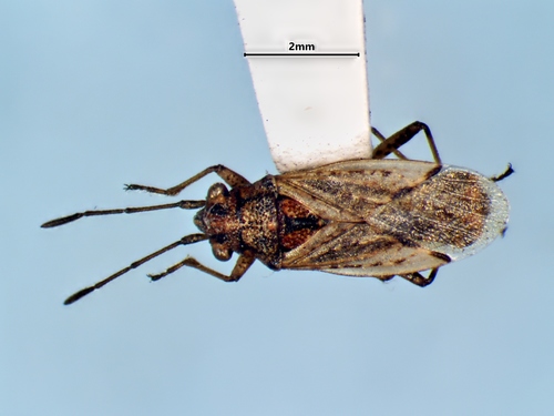 Nysius angustatus · iNaturalist United Kingdom