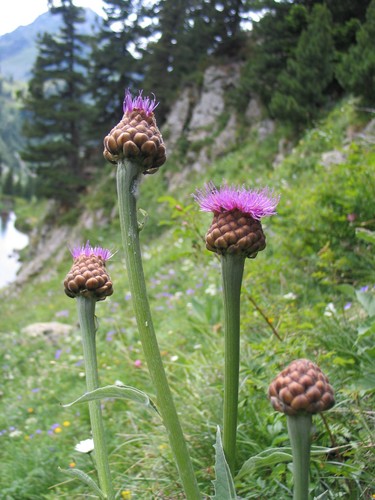 Giant Knapweed (Leuzea rhapontica) · iNaturalist United Kingdom
