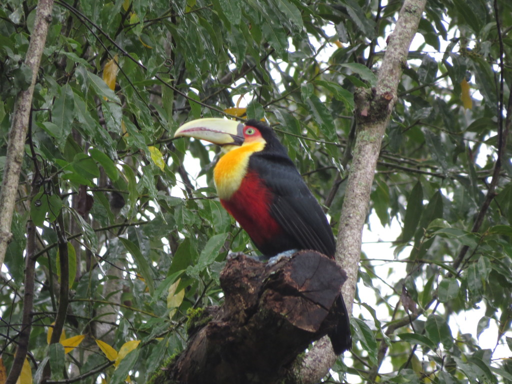 Red-breasted Toucan (Ramphastos dicolorus) - Avian Discovery