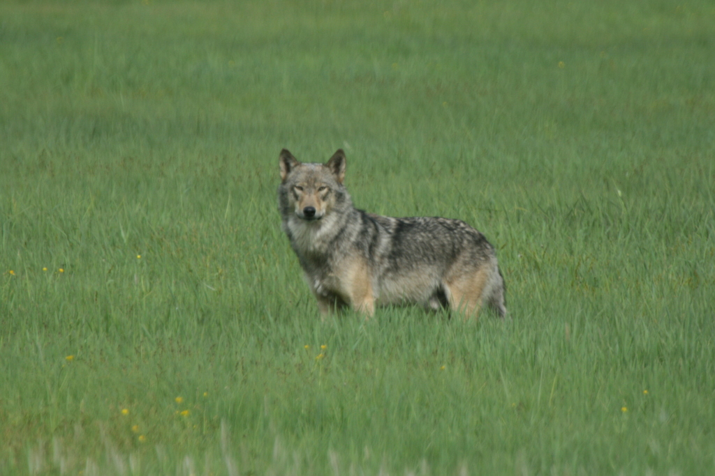 Plains Wolf (Canis lupus nubilus) - Know Your Mammals