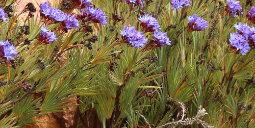Swartberg Bushiris (Nivenia binata) · iNaturalist