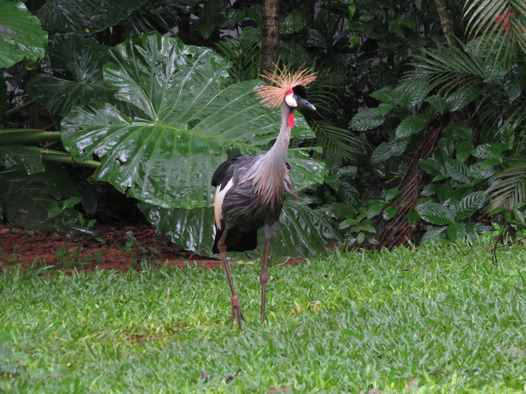 Grey Crowned Crane in May 2019 by Leonardo Bergamini · iNaturalist